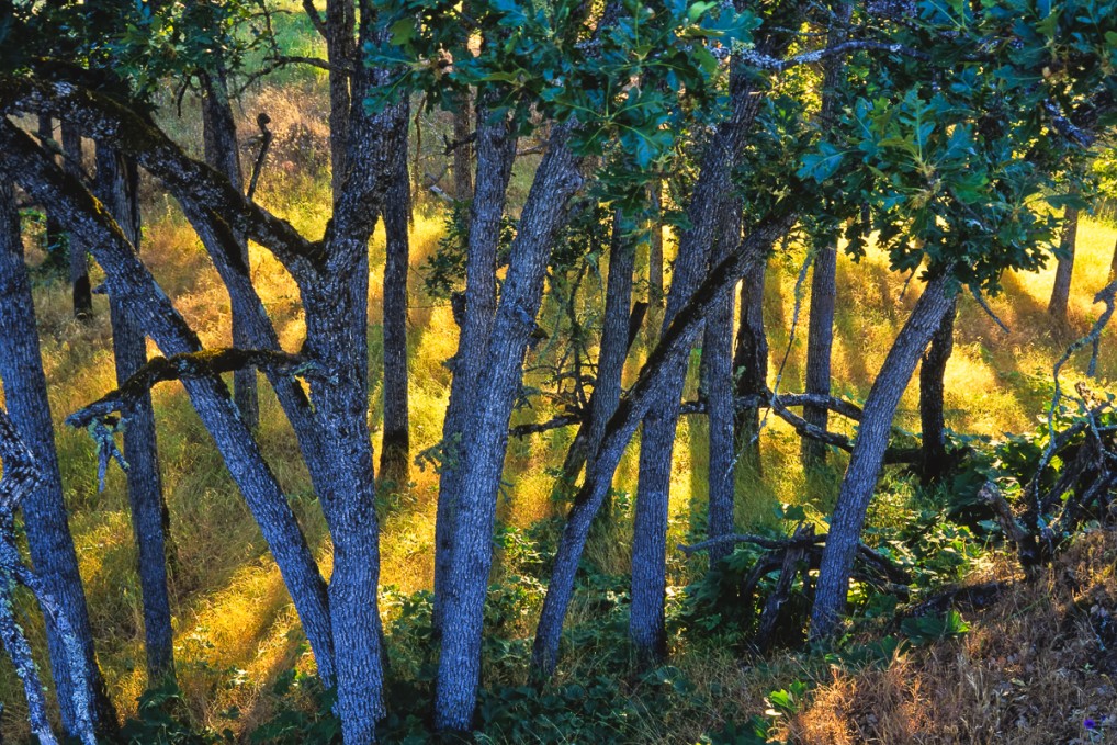 Oak Conservation Project Benefits Landbirds - Pacific Birds Habitat ...