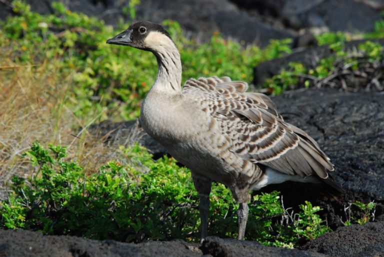 Meet the Nēnē, Hawaii's Only Endemic Goose - Pacific Birds Habitat ...