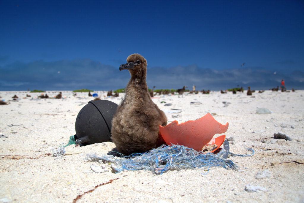 YOTB - Preventing Plastic Pollution - Pacific Birds Habitat Joint Venture