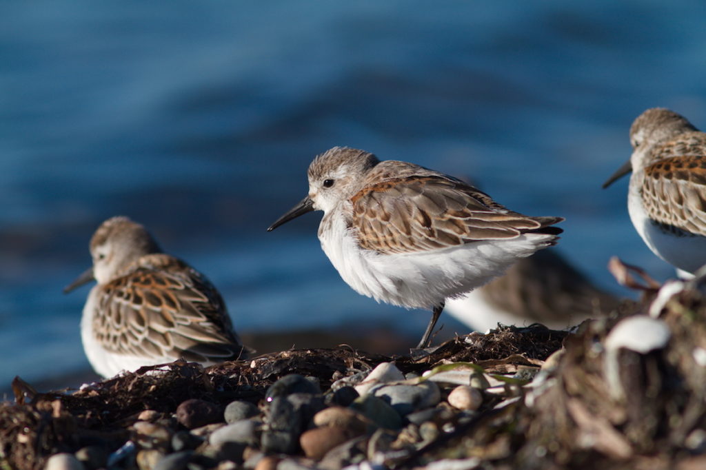 A New Paper Comes Out of the Migratory Shorebird Project - Pacific ...