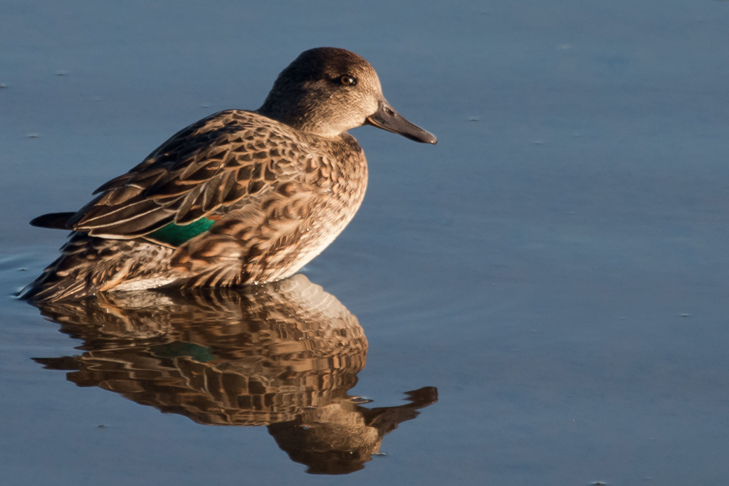 NAWCA Awards Will Benefit Wetland Species - Pacific Birds Habitat Joint ...