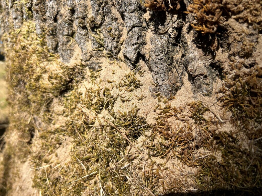 All about the Mediterranean Oak Borer: Ways to limit its spread and ...