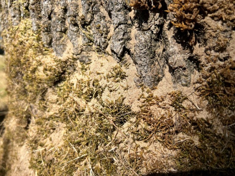 All about the Mediterranean Oak Borer: Ways to limit its spread and ...