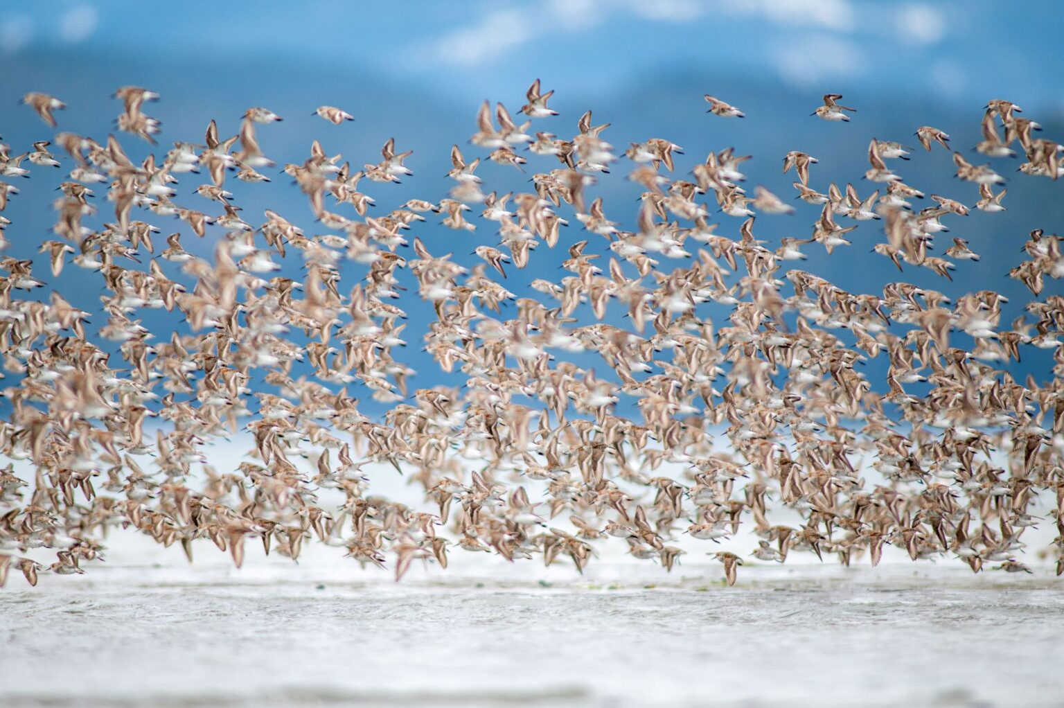 A Conservation Win-Win: How Birding Helps People and Nature Thrive